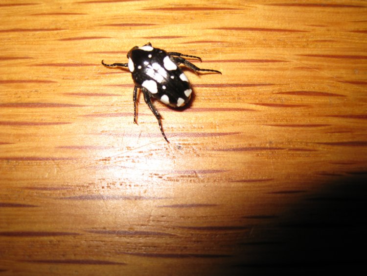 Expert Needed Black Beetle With White Markings