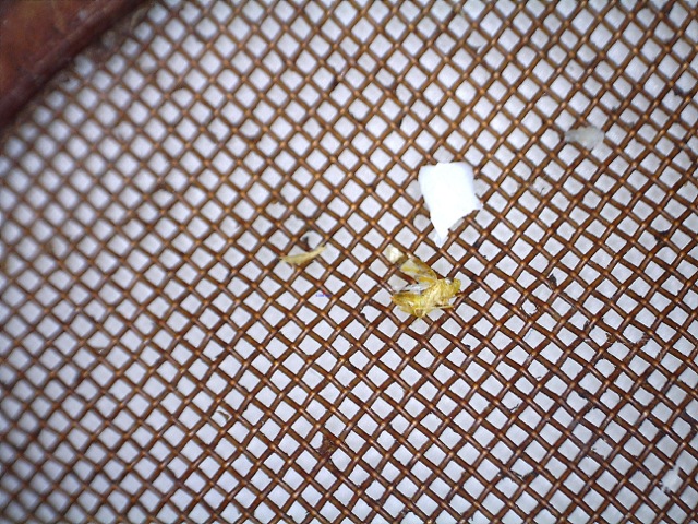 Invisible flying biting bugs