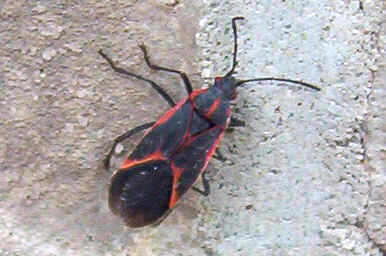 Black and red beetles
